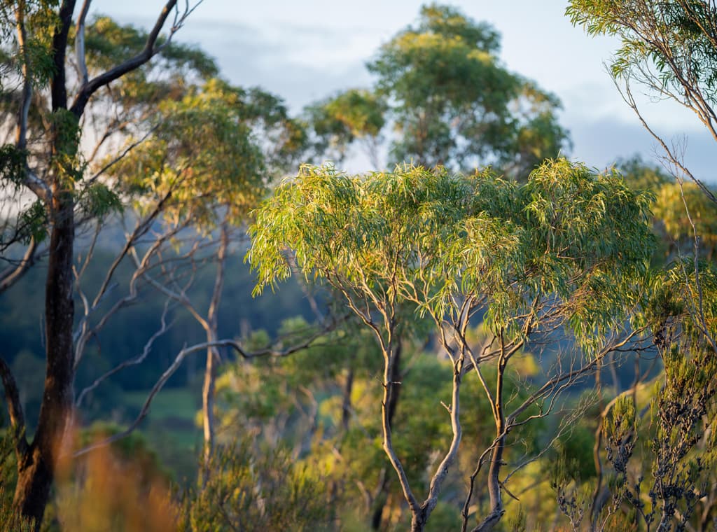 Aboriginal Community Controlled Health Organisations (ACCHOs) - Murray PHN